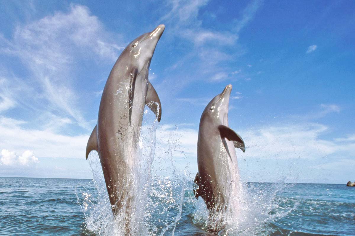 【魅力雙城～雪梨+黃金海岸8日】天堂鄉農莊、百萬遊艇、可倫賓鳥園、神仙灣、滑沙+賞豚、長榮航空 | ETS尊榮假期【16座國際金旅獎肯定】